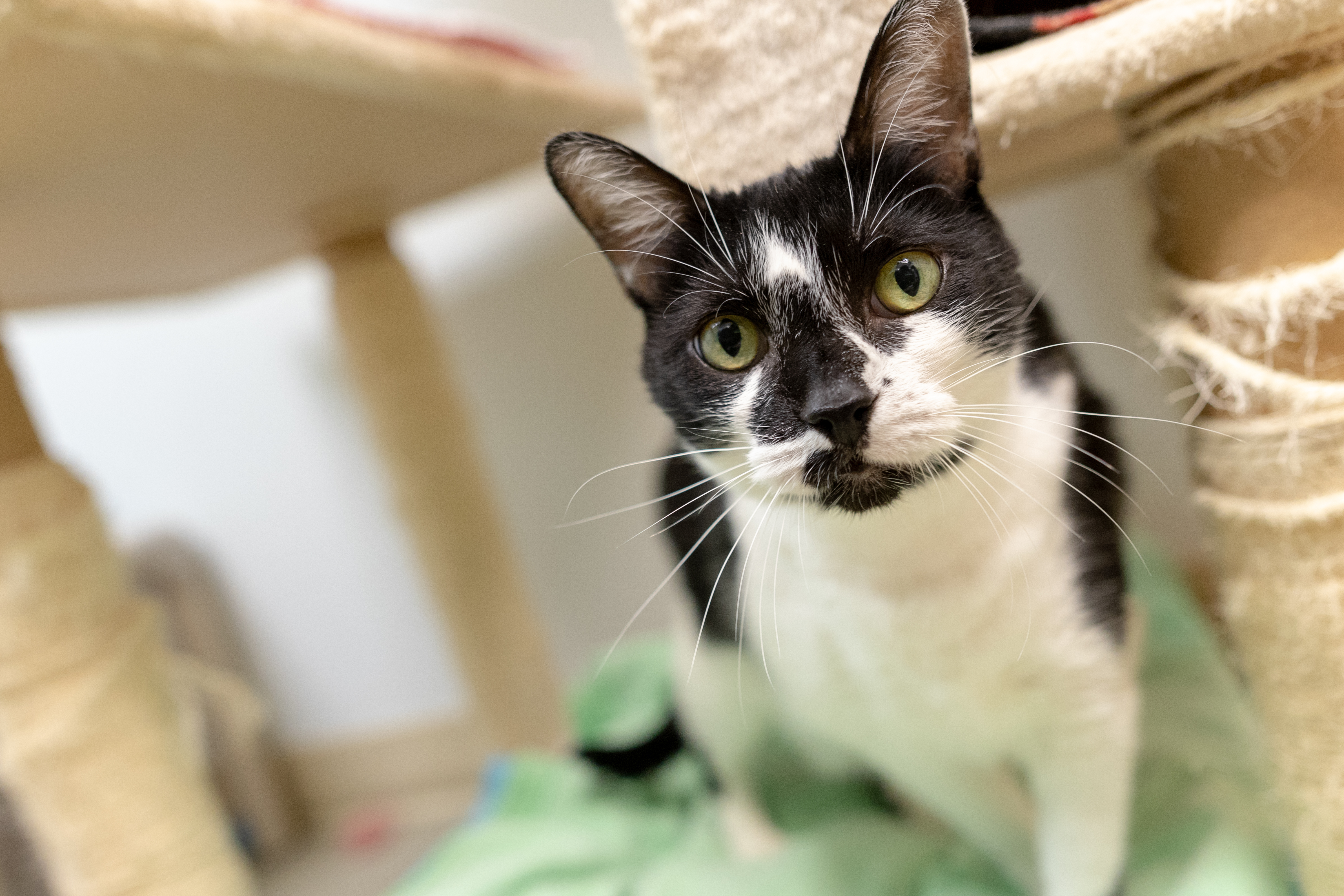 Furrr Feline Rescue Rehabilitation And Retirement Furrr Furrr
