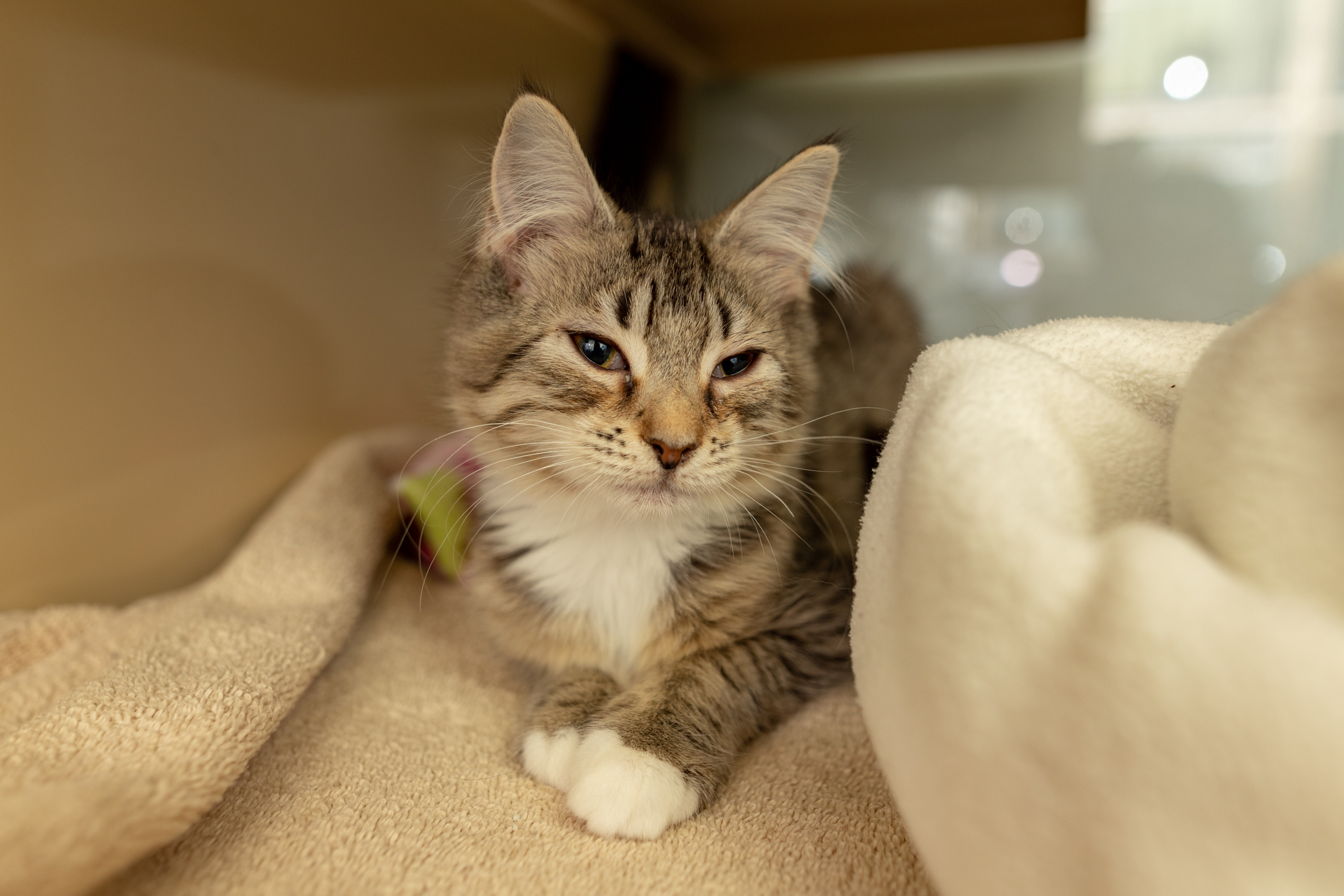 FuRRR Feline Rescue, Rehabilitation & Retirement! | FuRRR | FuRRR