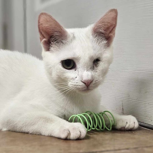 Cat Needs Your Help – FuRRR Feline Rescue – Adopt Cats & Kittens NH