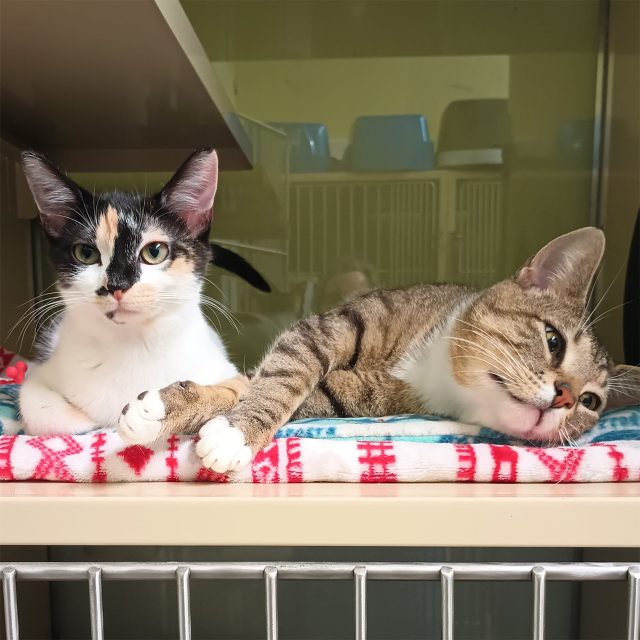 Save a Cat’s Life – FuRRR Feline Rescue